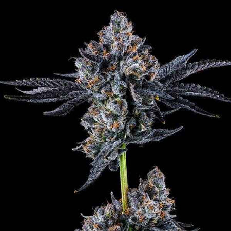 Wizard Trees Seeds kaufen – Premium Kalifornische Genetik bei Only Seeds