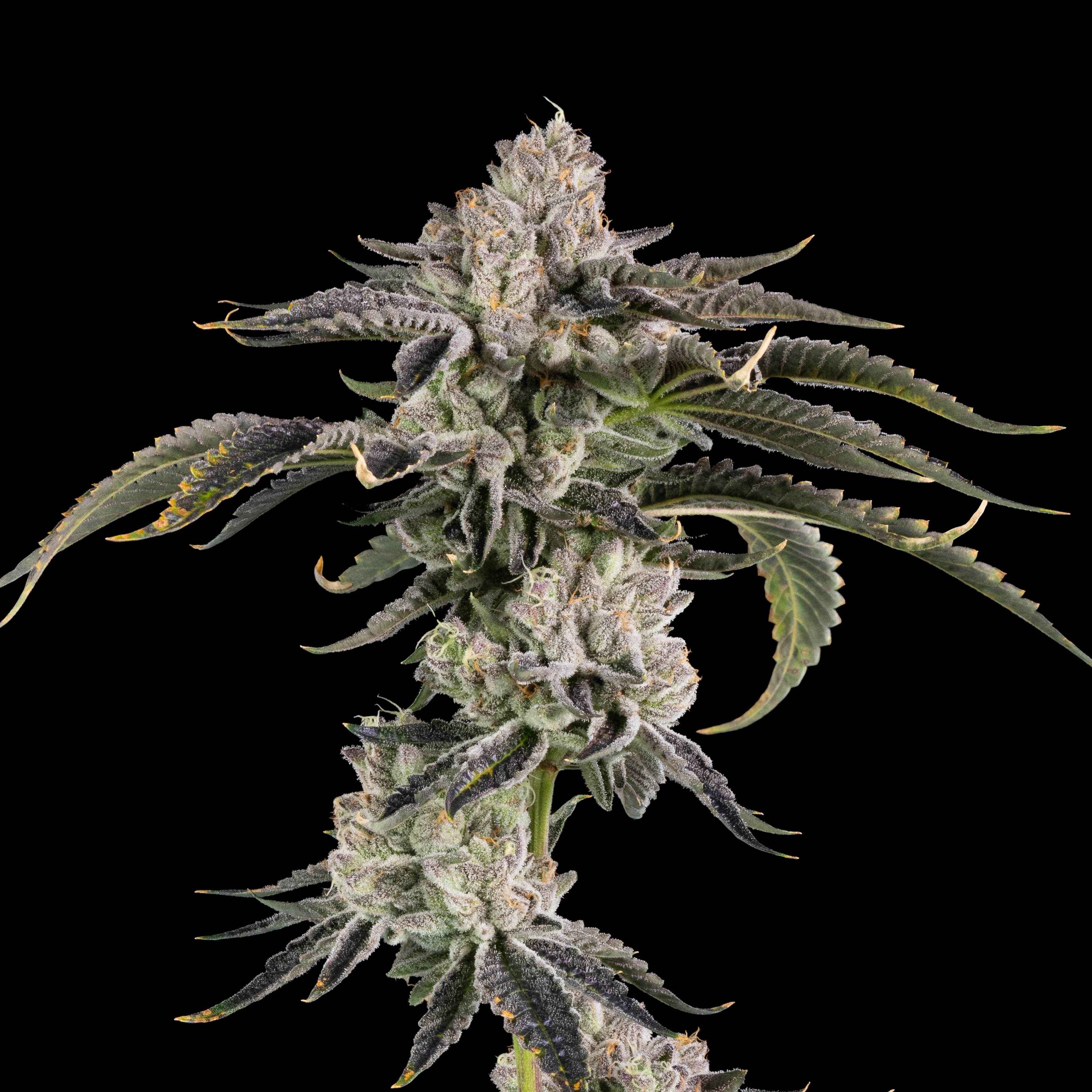 Wizard Trees Seeds kaufen – Premium Kalifornische Genetik bei Only Seeds