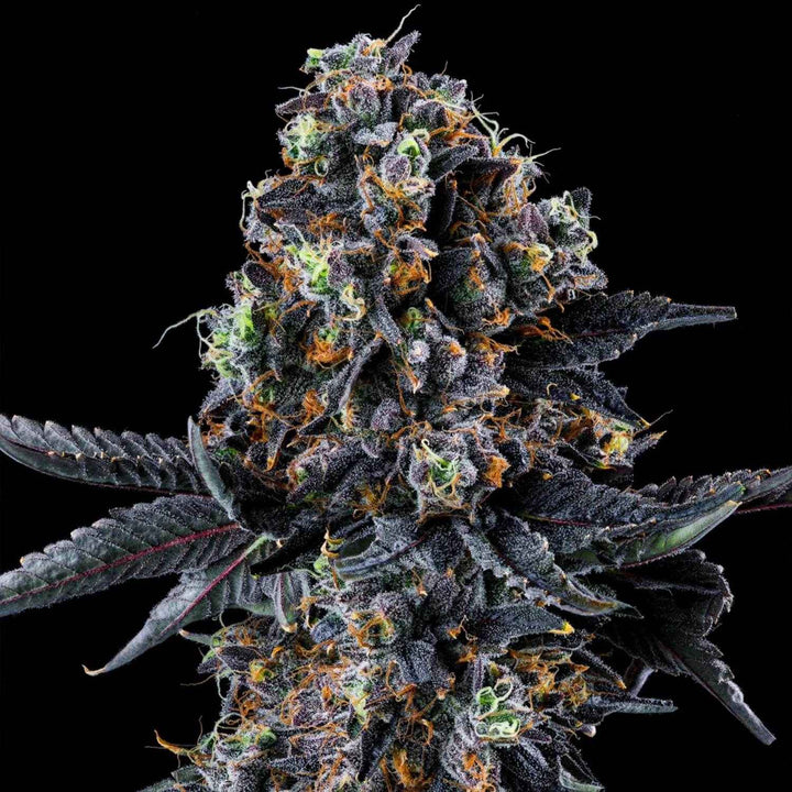 Wizard Trees Seeds – Einzigartige Cannabis-Genetik | Only Seeds